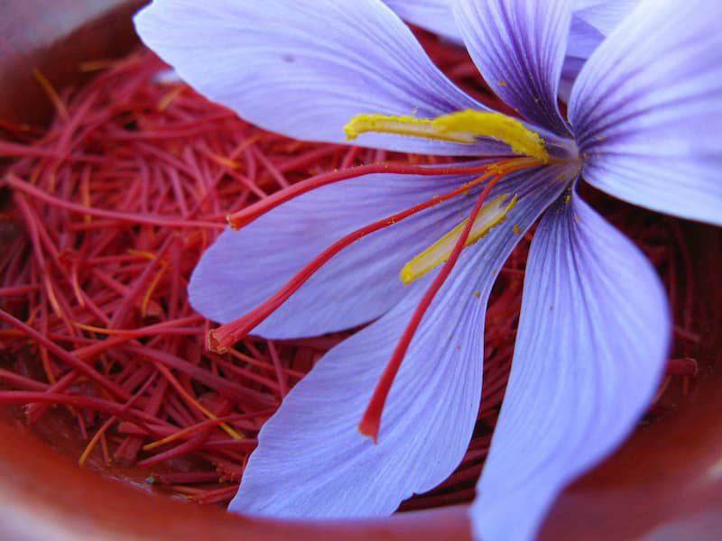 Saffron Supply: Secure Your Supply of the World's Most Expensive Spice ...
